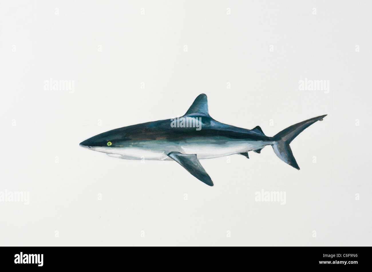 Gray Reef Shark, Carcharhinus amblyrhynchos, Carcharhinidae Stock Photo ...