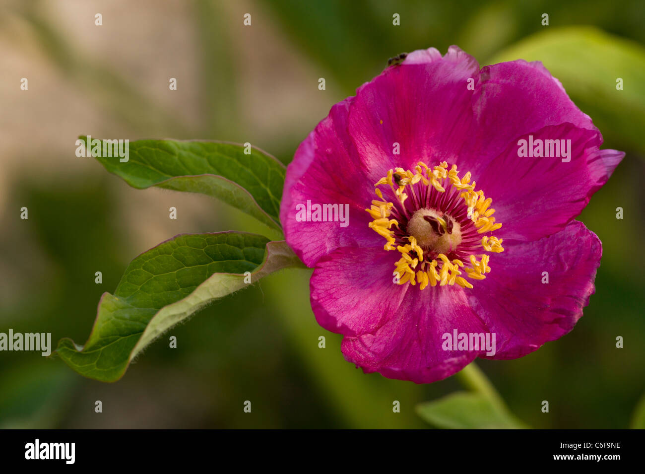 Paeonia hi-res stock photography and images - Alamy