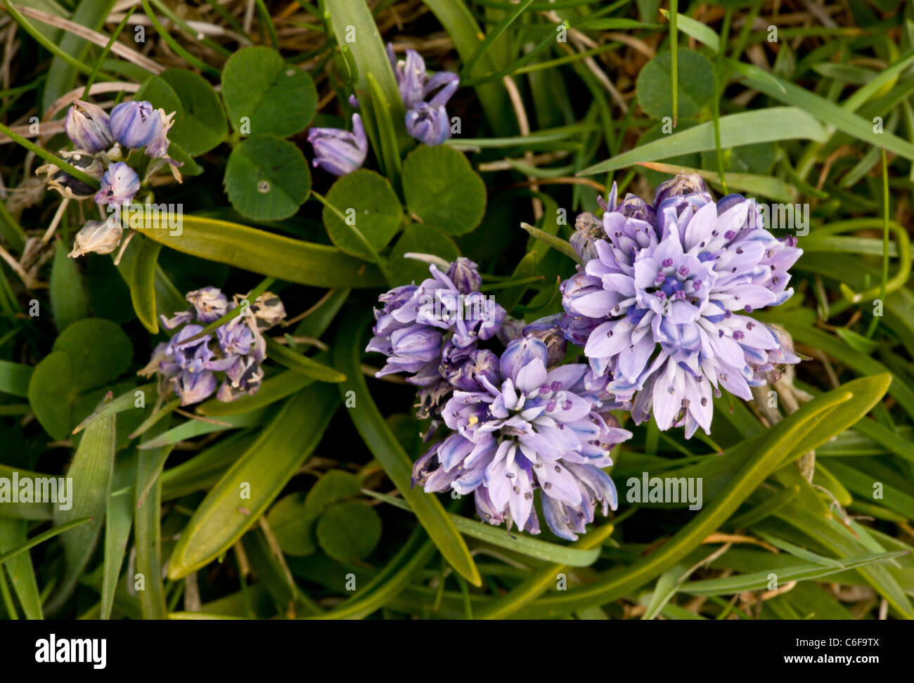 Spring Squill, Scilla verna; The Lizard, Cornwall Stock Photo - Alamy