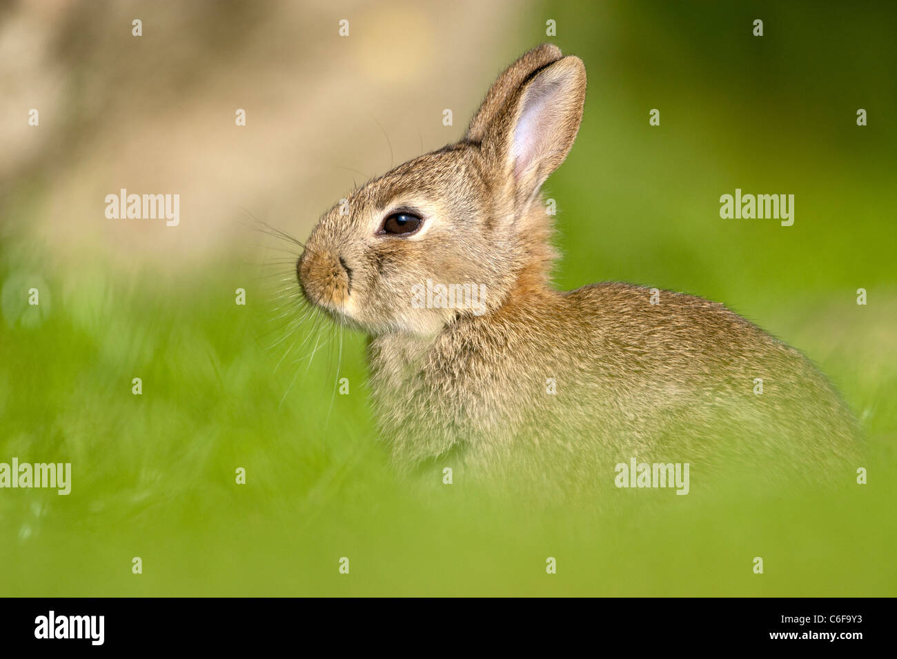 Oryctolagus cuniculas - young rabbit Stock Photo - Alamy