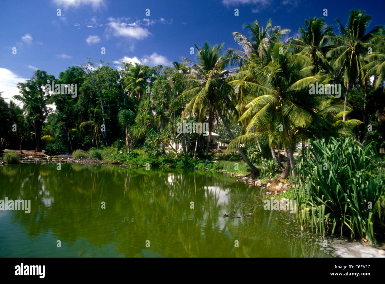 Coconut palms, pandanus and frangipani line the road beside Buada ...