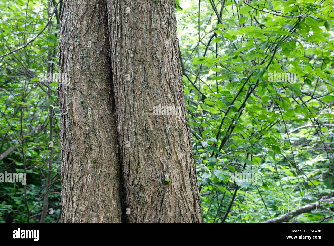 Bark of American Elm - (Ulmus americana) tree - during the summer ...