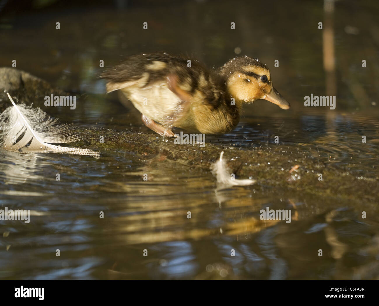 Duck in lily pads hi-res stock photography and images - Alamy