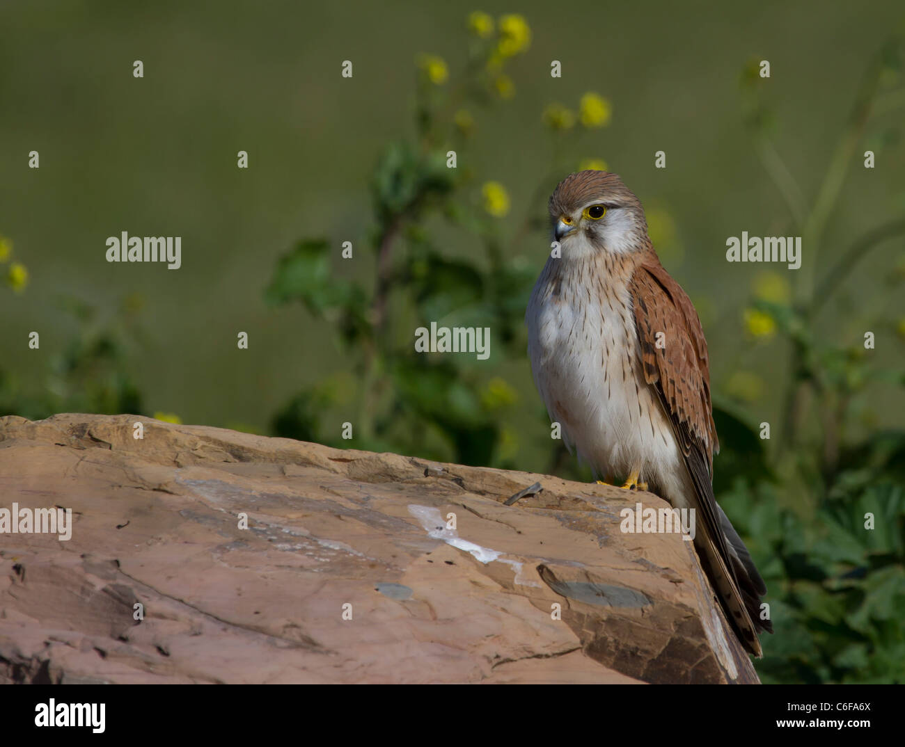 Nankeen (Australian) Kestrel Stock Photo - Alamy