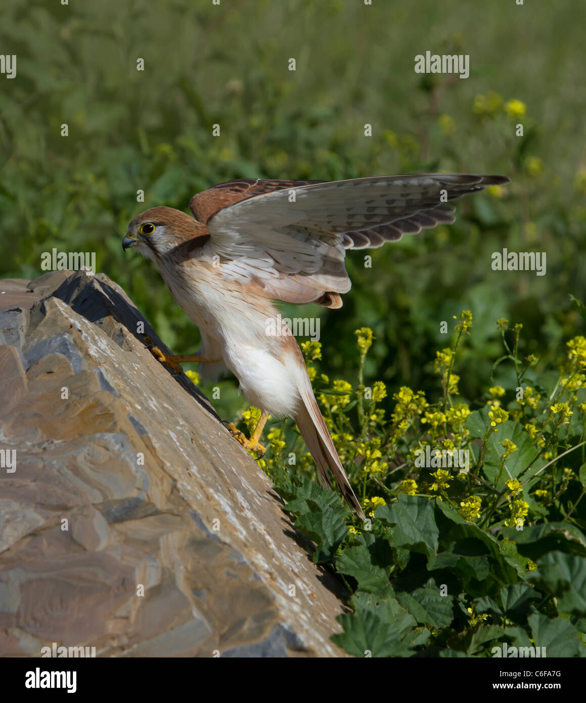 Nankeen (Australian) Kestrel Stock Photo - Alamy