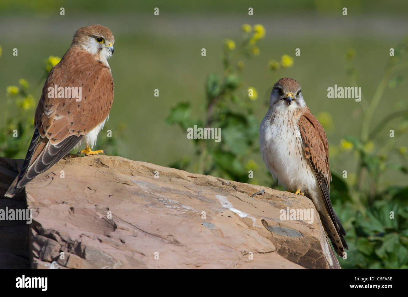 Nankeen (Australian) Kestrel Stock Photo - Alamy