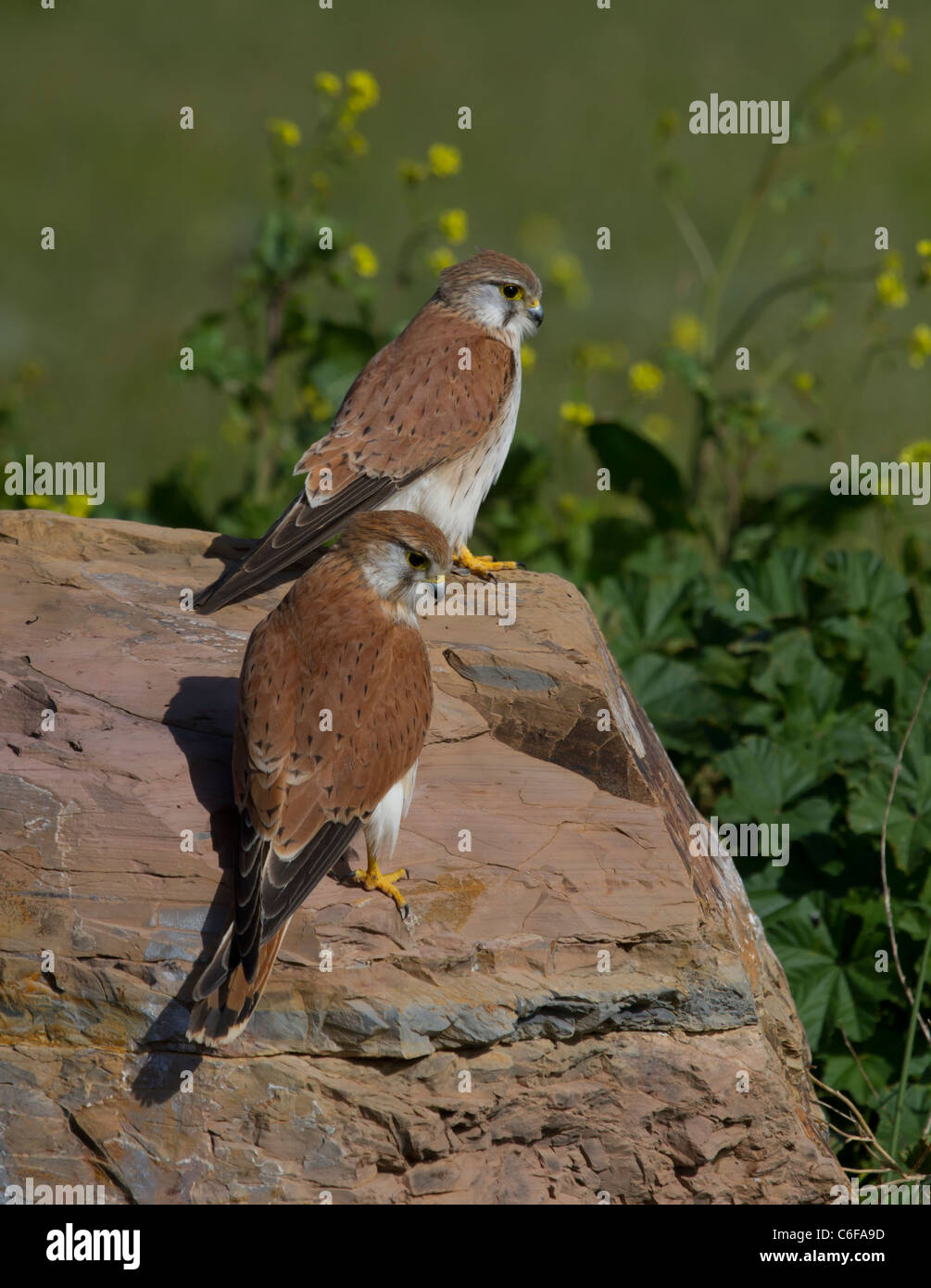 Nankeen (Australian) Kestrel Stock Photo - Alamy
