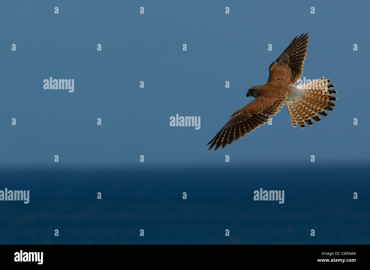 Australian falcon hi-res stock photography and images - Alamy