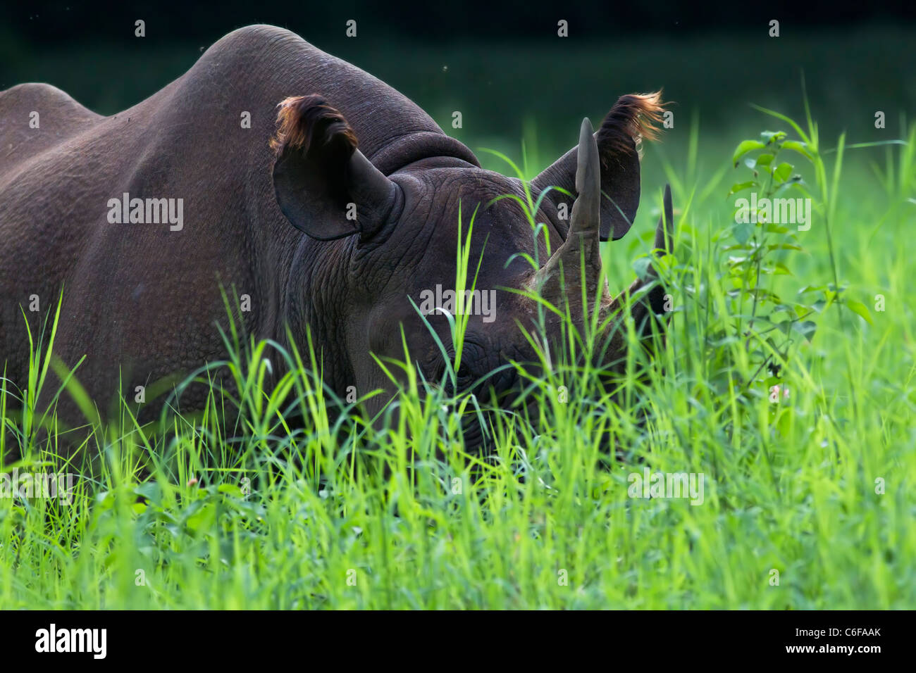A black rhinoceros amidst lush green grass Stock Photo - Alamy
