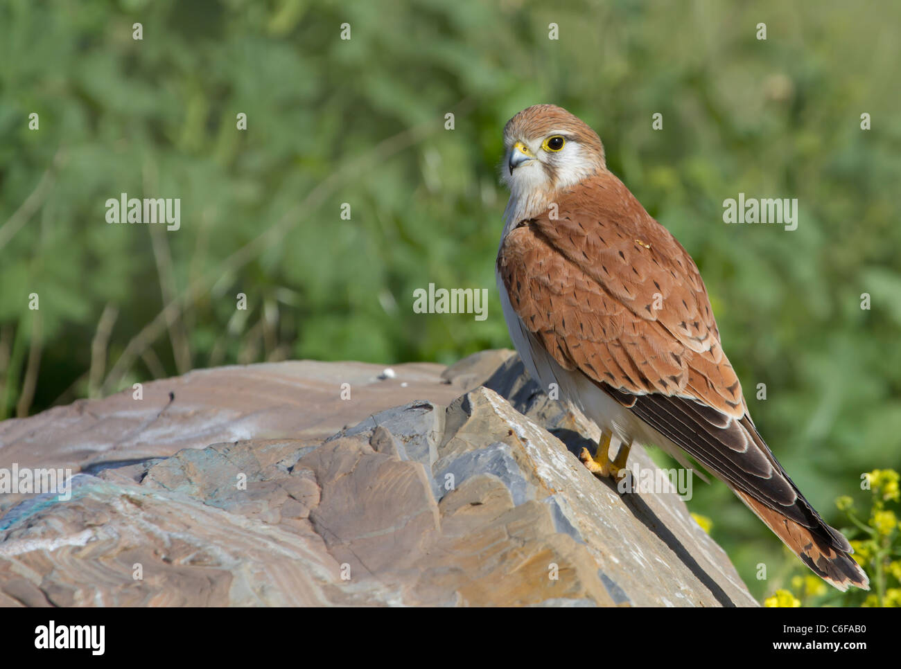 Nankeen (Australian) Kestrel Stock Photo - Alamy