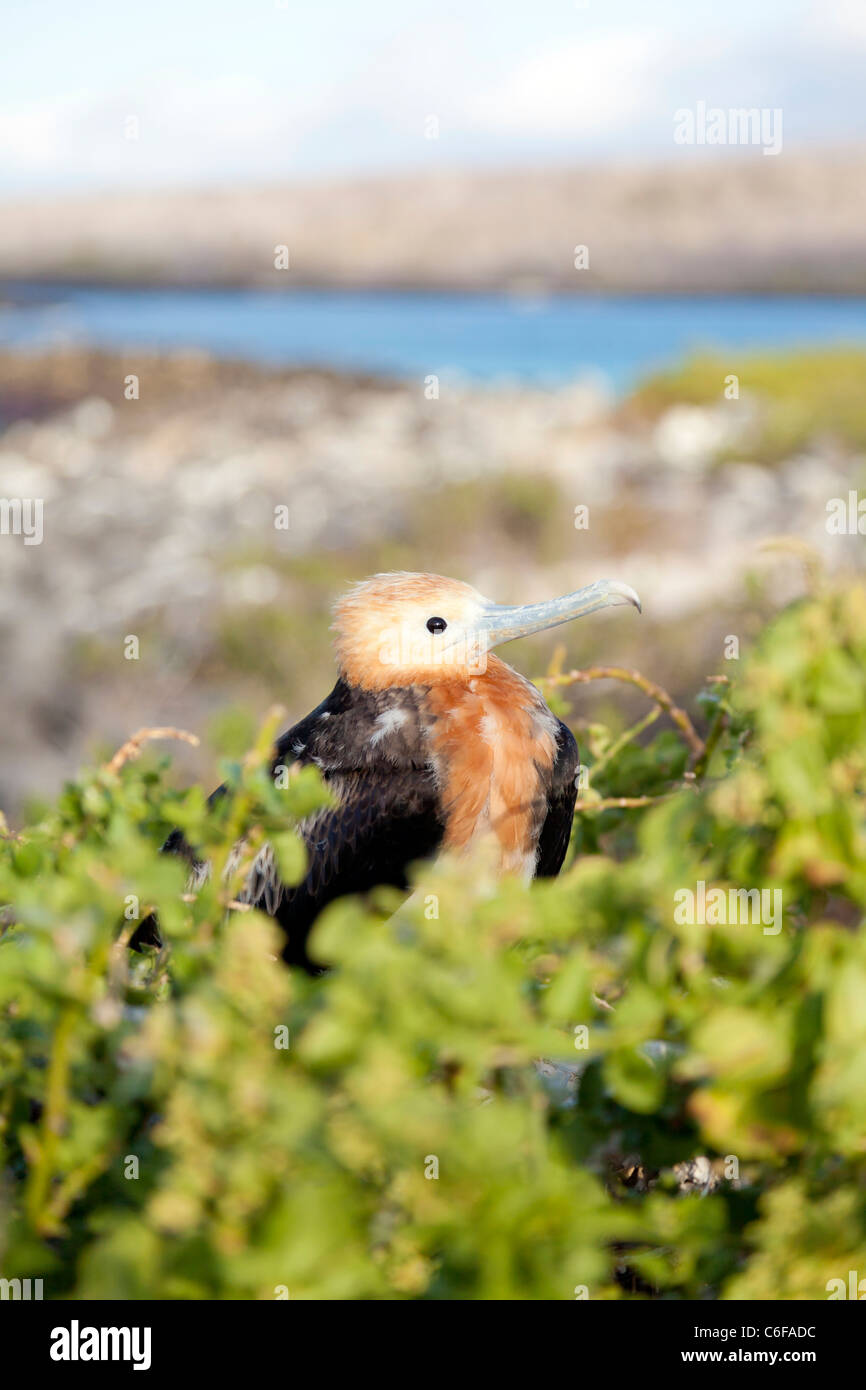 Juvenile Great Frigate Bird, Isla Lobos, Galapagos Stock Photo - Alamy