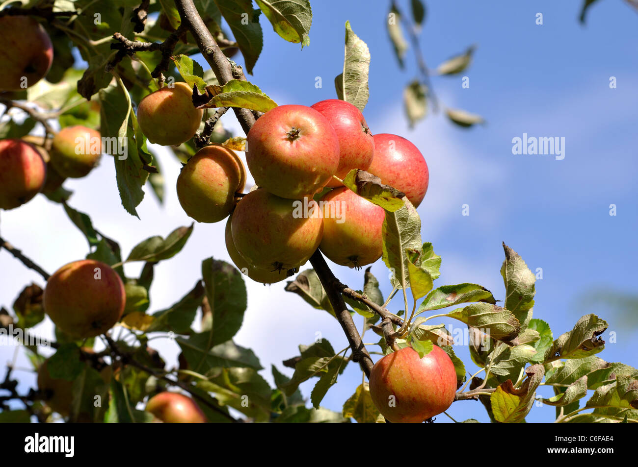 Cox`s Orange Pippin apples Stock Photo - Alamy