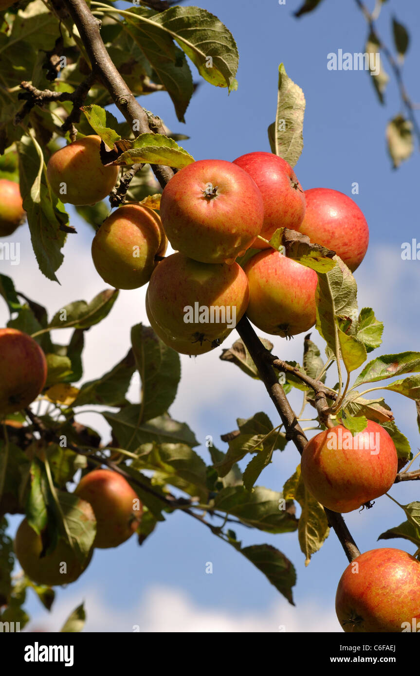 Cox`s Orange Pippin apples Stock Photo - Alamy