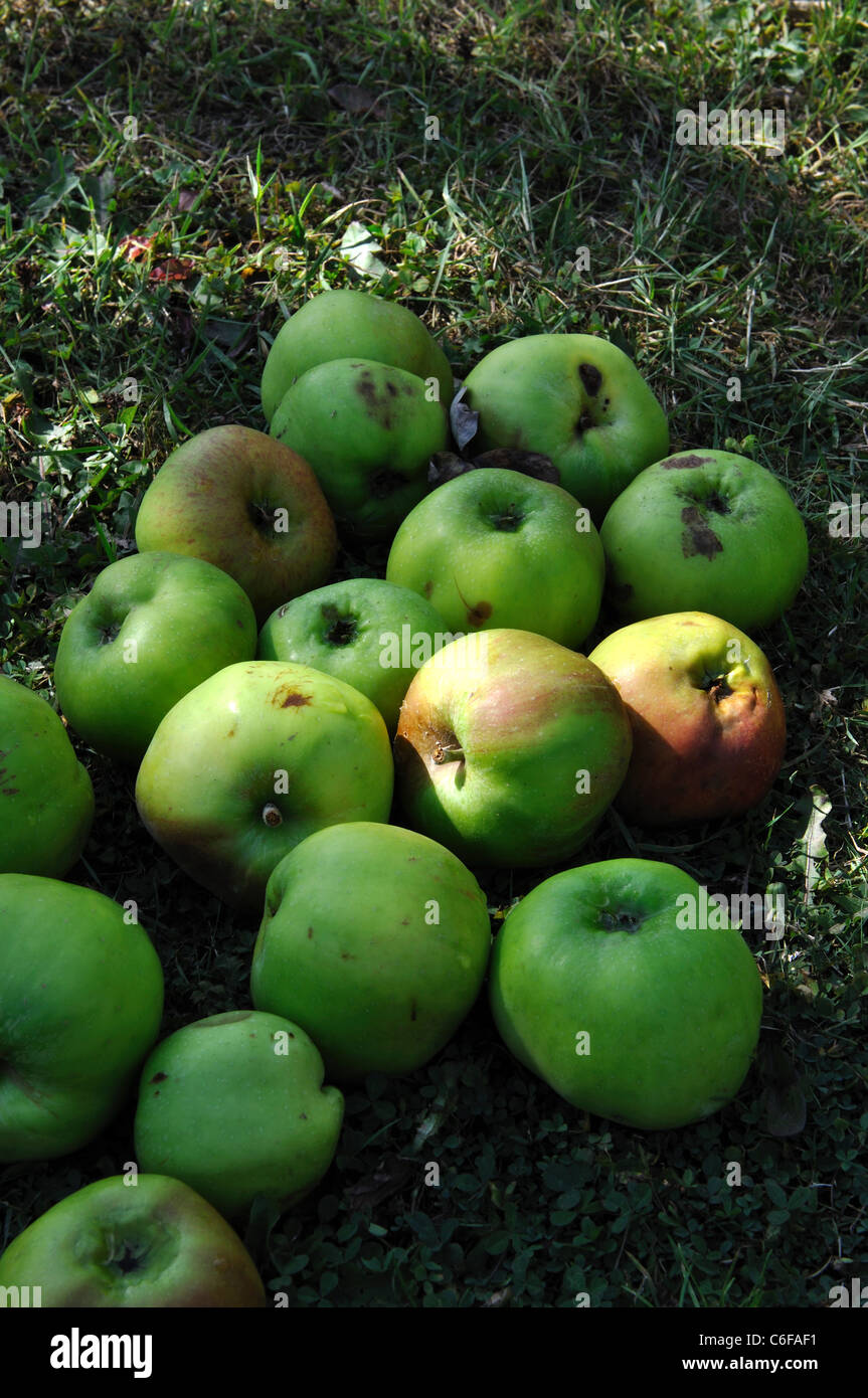 Fallen Bramley apples Stock Photo - Alamy