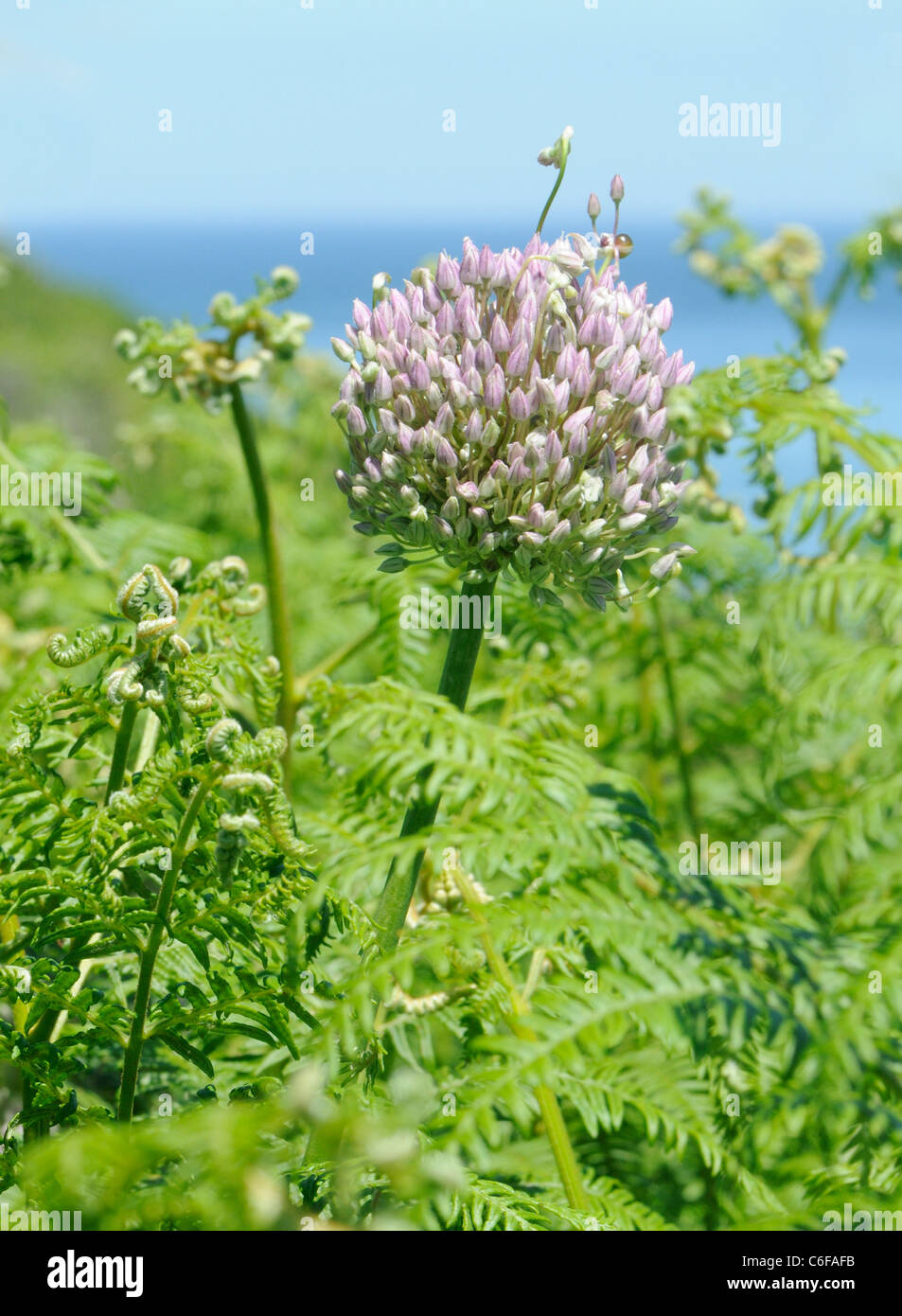 Alium species hi-res stock photography and images - Alamy