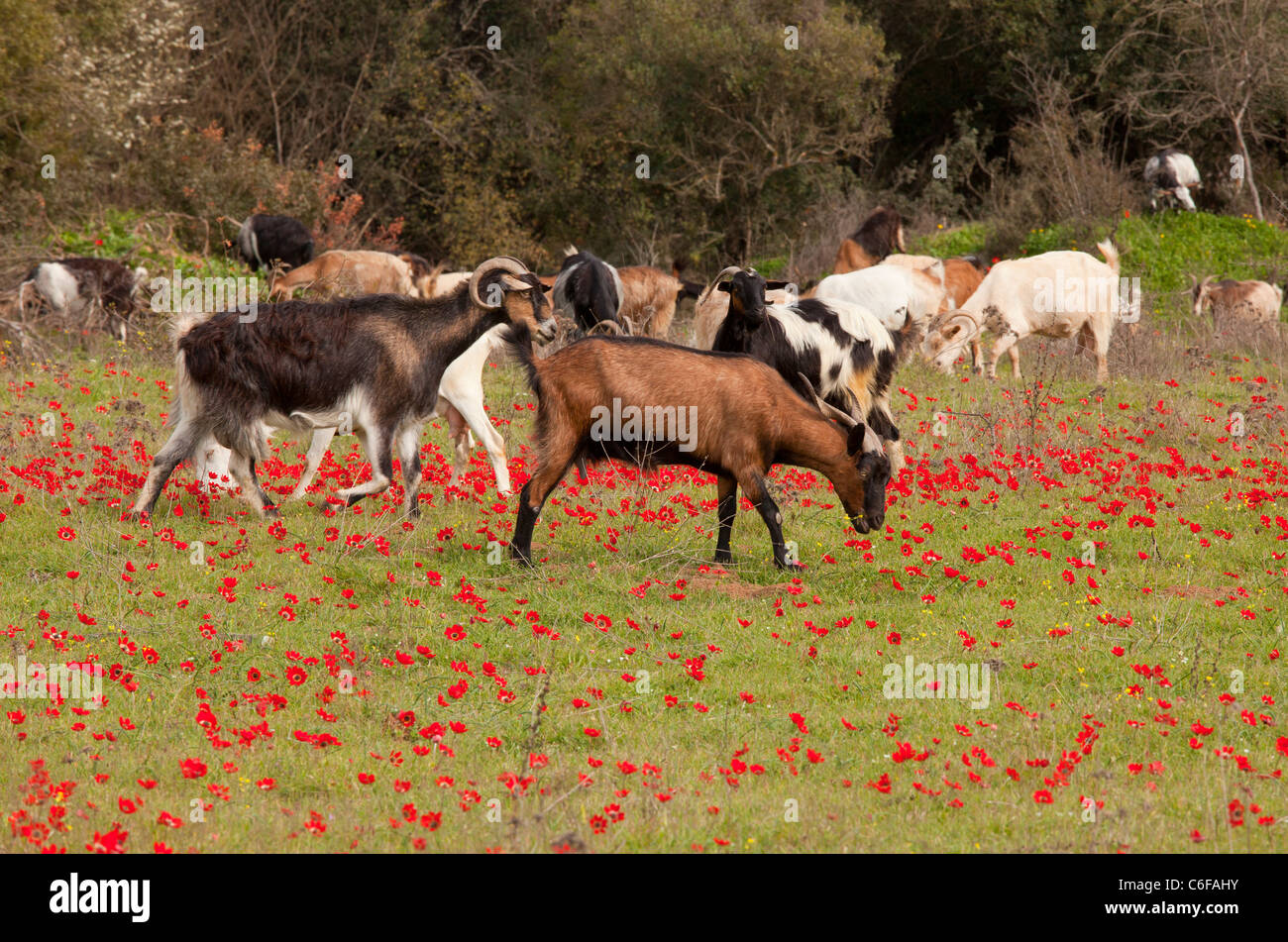 Herd of goats grazing through field of scarlet peacock anemones, in ...