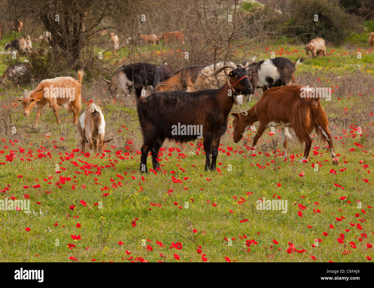 Herd of goats grazing through field of scarlet peacock anemones, in ...