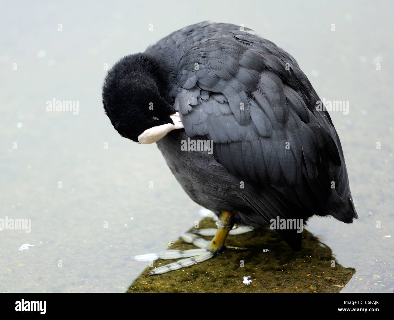 Coot fulica atra preening hi-res stock photography and images - Alamy