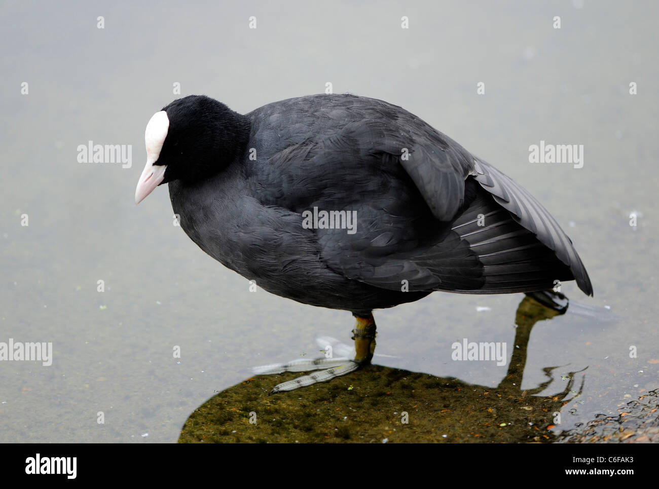 A coot (Fulica atra) stretches its wings and one leg while preening. St ...