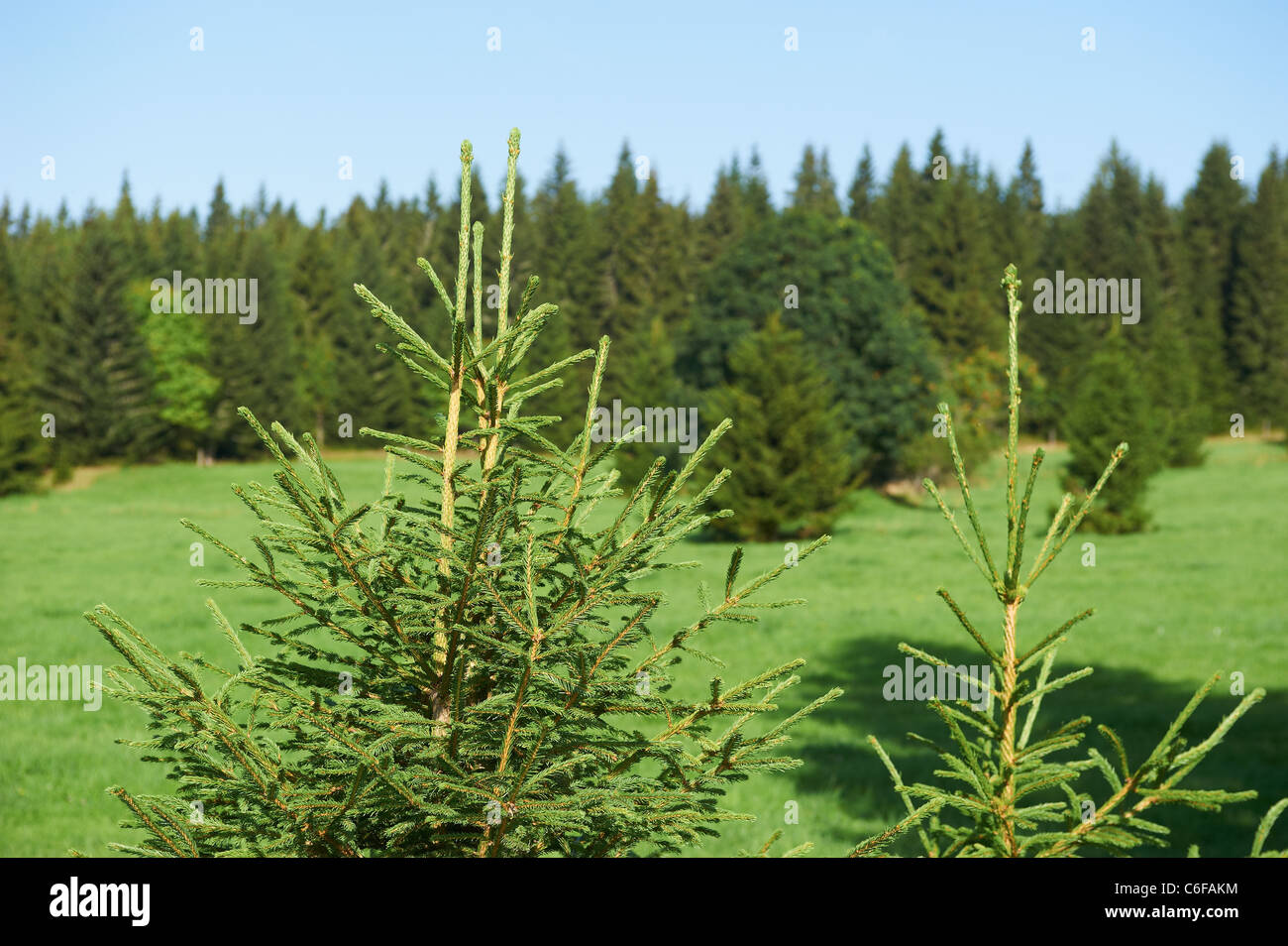 Bucina - Buchwald - Czech Republic Germany border - Iron Curtain from ...