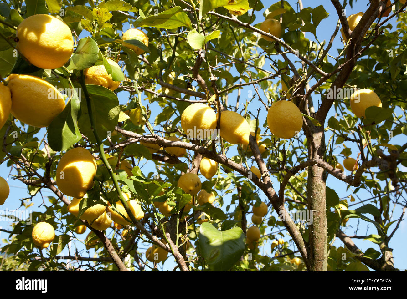 Branch of a lemon tree in the south of Italy Stock Photo - Alamy