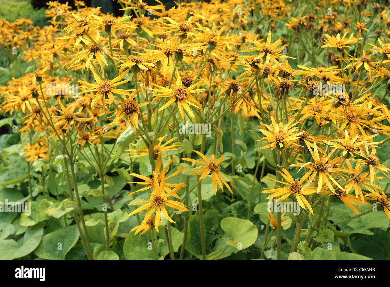 Summer ragwort hi-res stock photography and images - Alamy