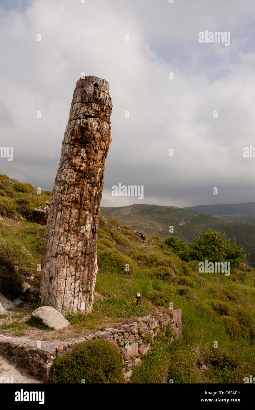 Standing (re-erected) tree in Petrified Forest, west Lesvos (Lesbos ...