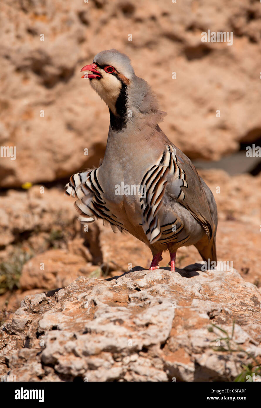 Chukar, Alectoris chukar; male calling. Greece Stock Photo - Alamy