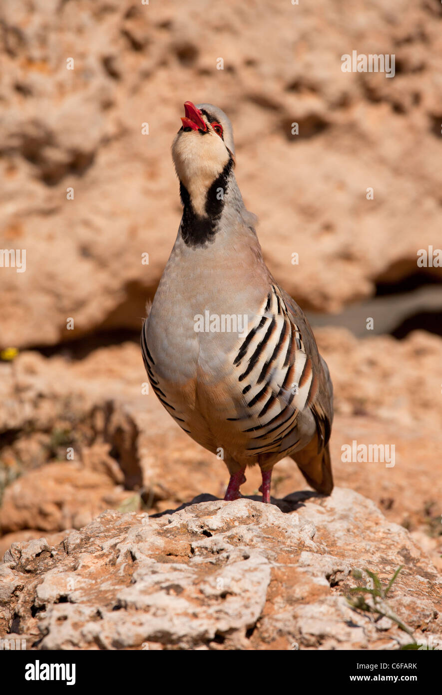 Alectoris chukar game bird partridge hi-res stock photography and ...