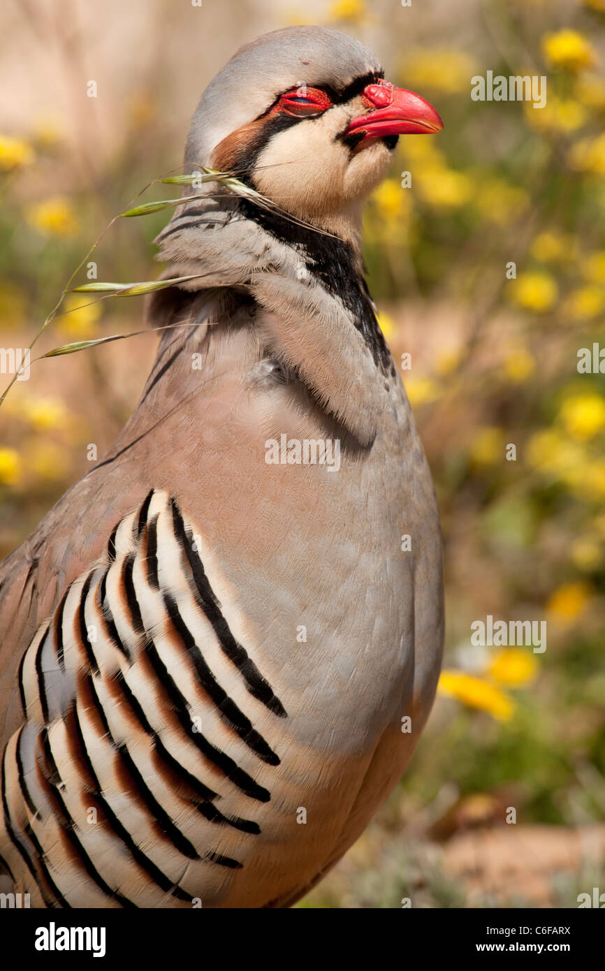 Chukar, Alectoris chukar; male patrolling his territory. Greece Stock ...