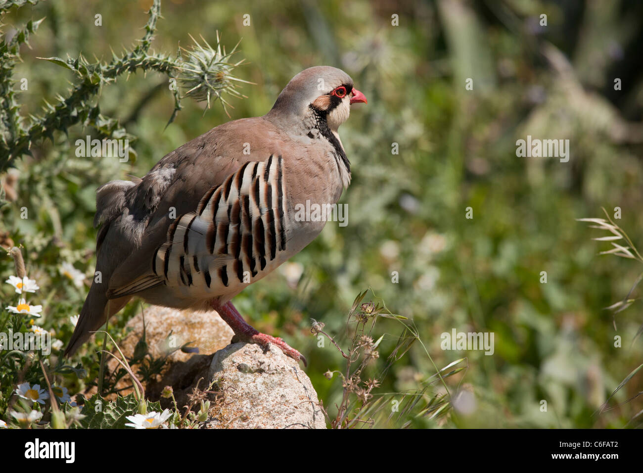 Alectoris chukar male bird partridge hi-res stock photography and ...