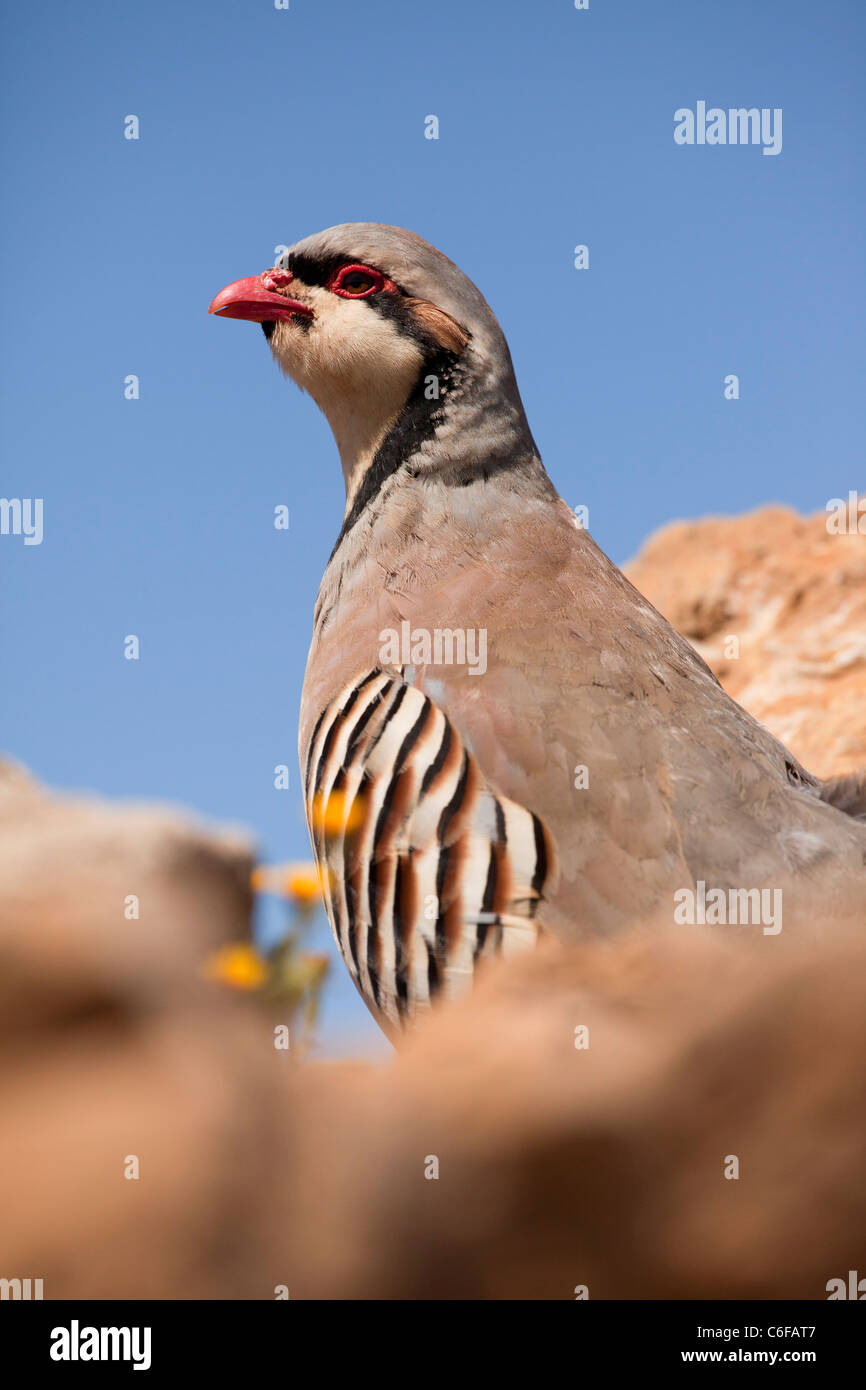 Chukar, Alectoris chukar; male patrolling his territory. Greece Stock ...