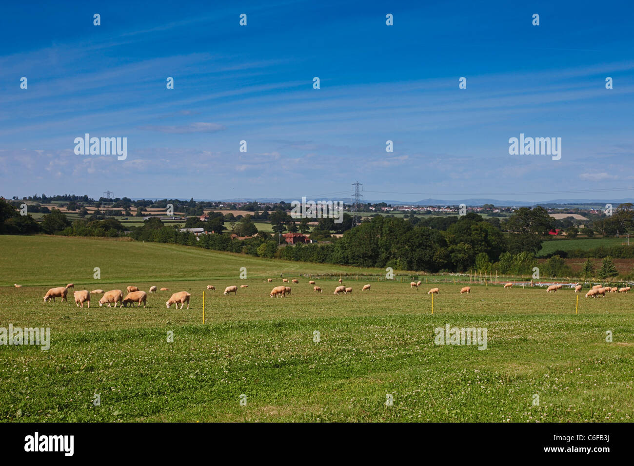 A field of Texel x sheep strip grazing on Hunstile Organic Farm on the ...