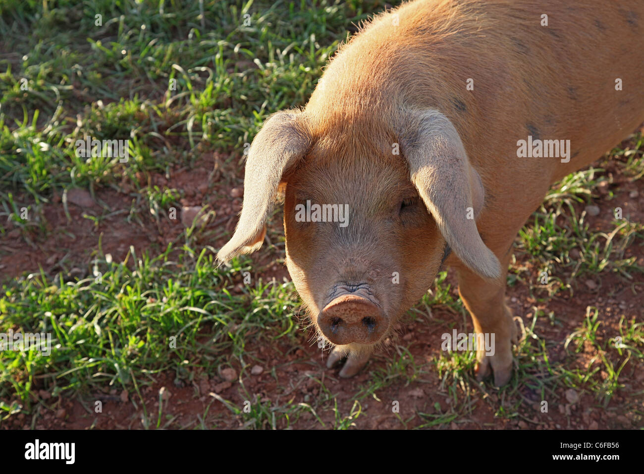 An Oxford Sandy and Black sow at Hunstile Organic Farm, Goathurst ...