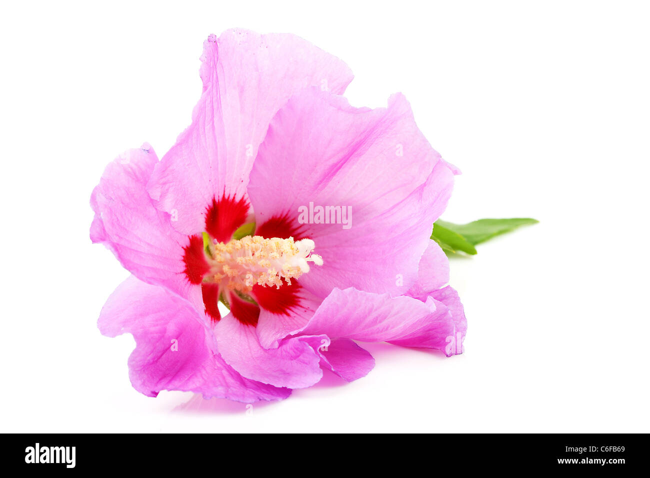 Hibiscus flower Cut Out Stock Images & Pictures - Alamy