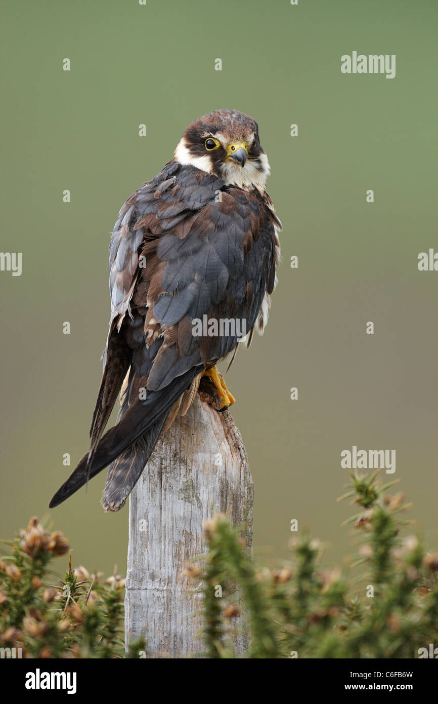 Falco subbuteo hi-res stock photography and images - Alamy