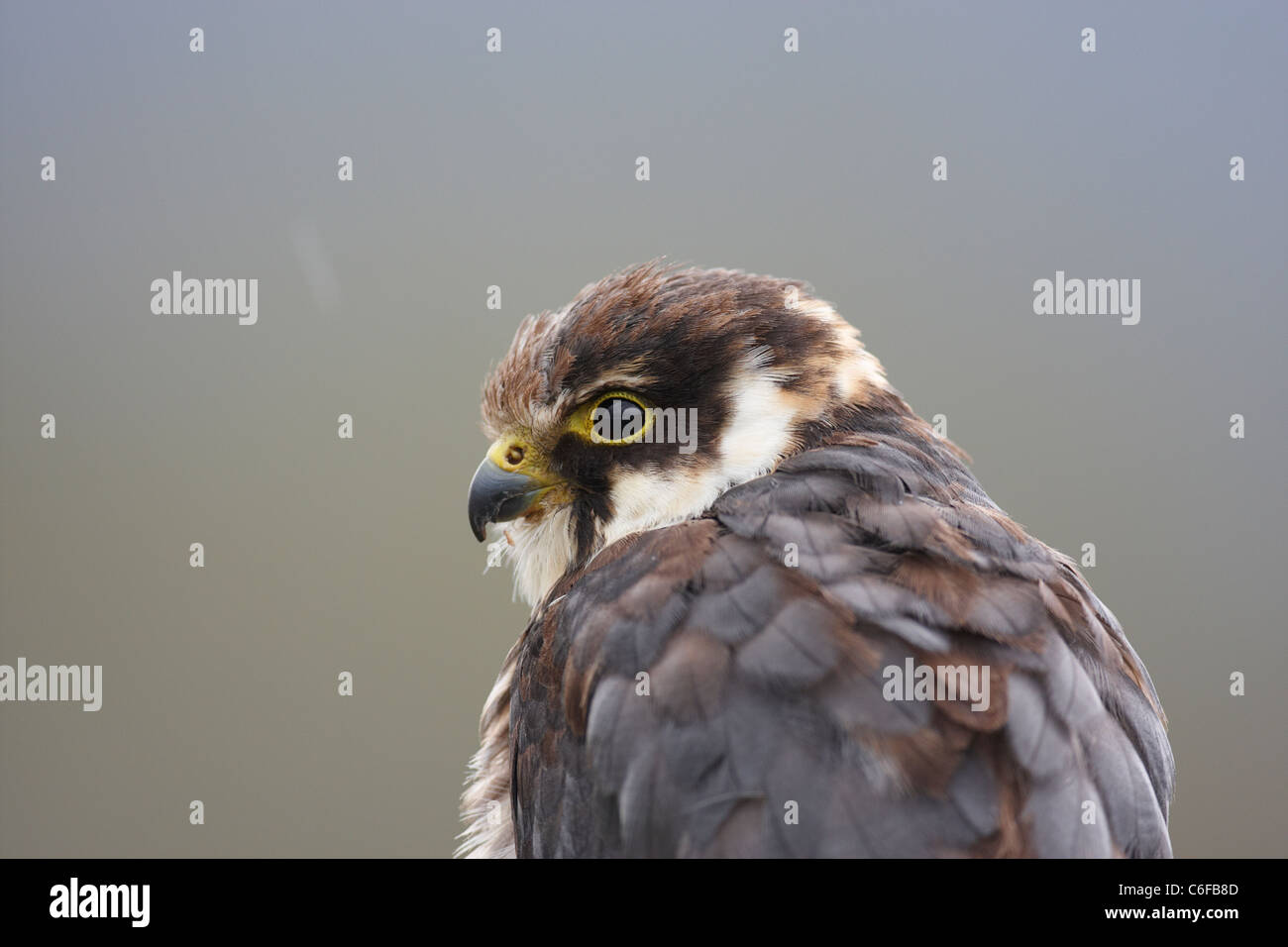 A close-up of a captive Hobby head and shoulders Stock Photo - Alamy