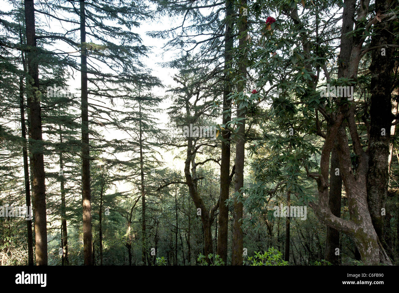 Populated forest hi-res stock photography and images - Alamy