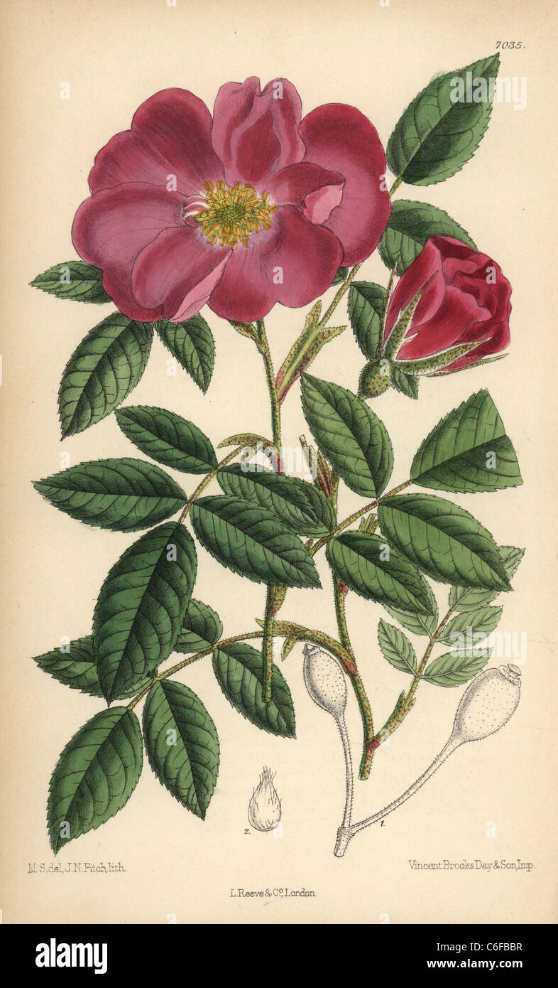 Rosa incarnata, carnation rose, native to France Stock Photo - Alamy