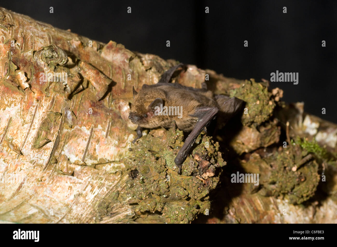 Commonest uk bat hi-res stock photography and images - Alamy