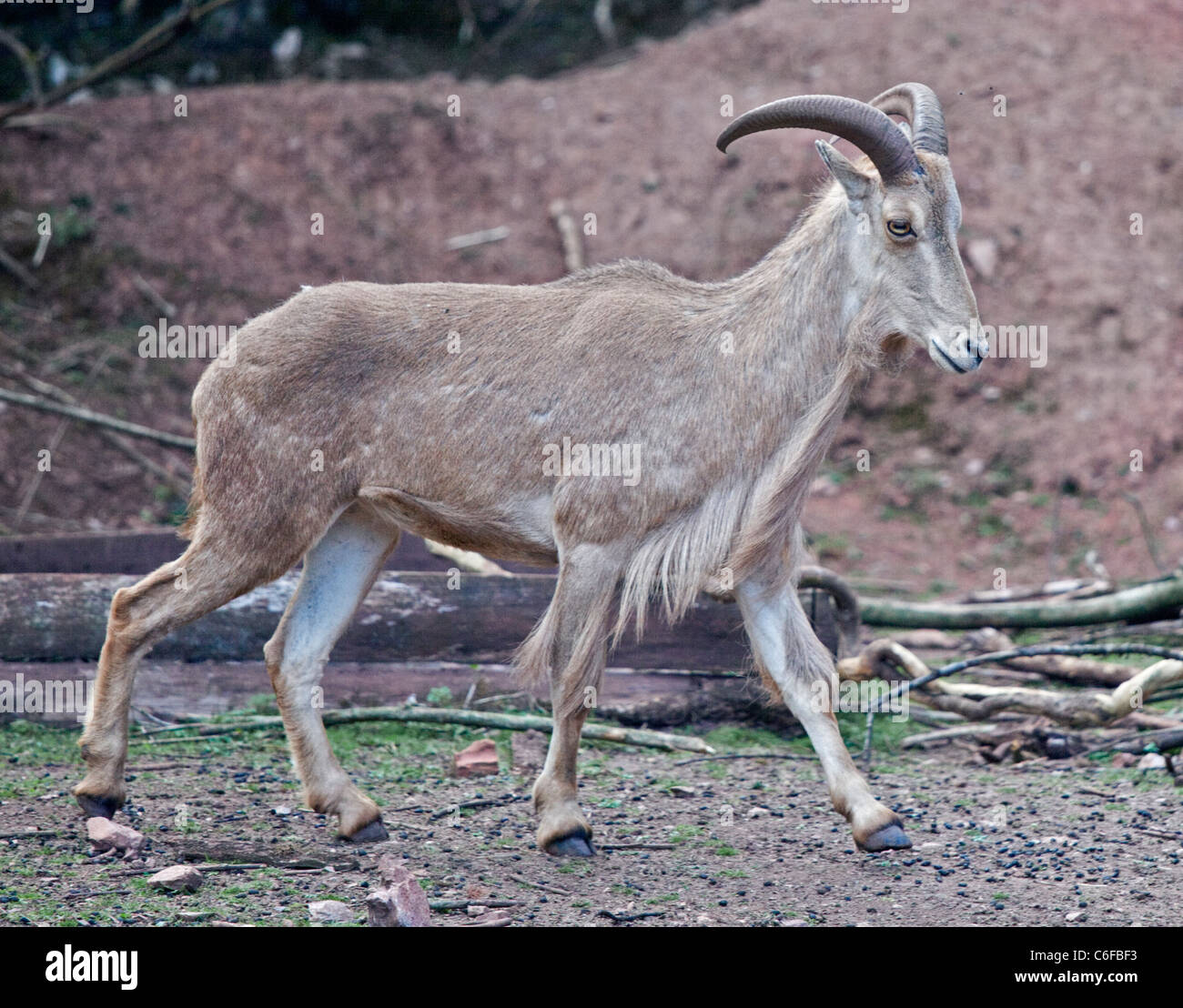 Barbary Sheep (ammotragus lervia Stock Photo - Alamy