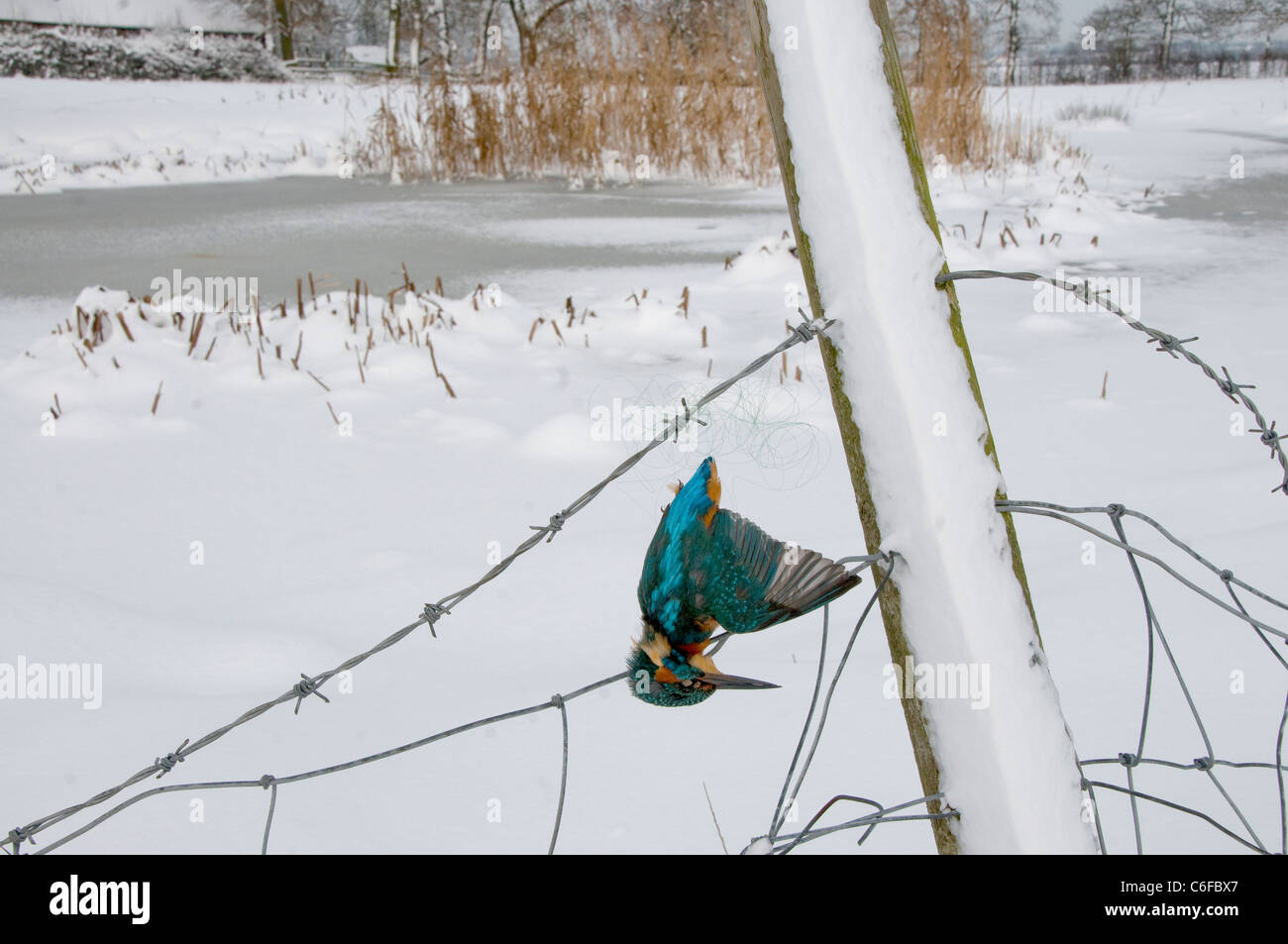 Dead Bird Snow High Resolution Stock Photography and Images - Alamy
