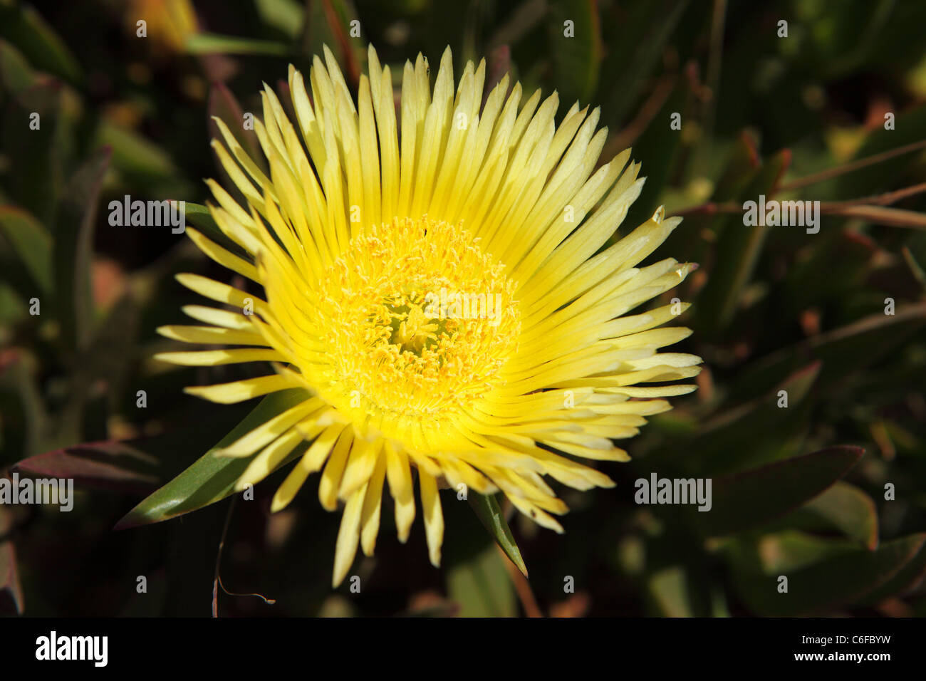 A yellow Hottentot Fig (Carpobrotus edulis) flower in bloom Stock Photo ...