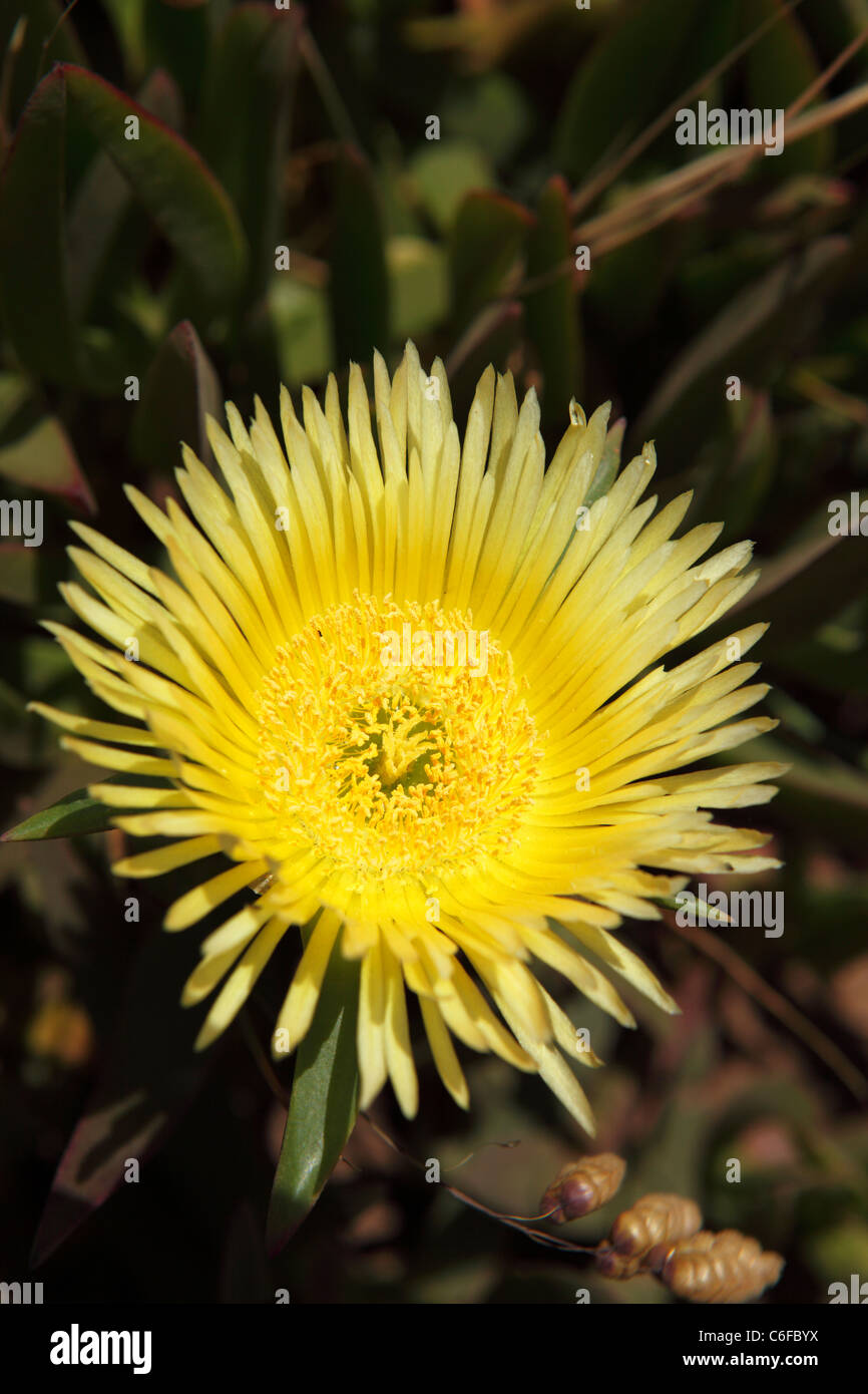 A yellow Hottentot Fig (Carpobrotus edulis) flower in bloom Stock Photo ...