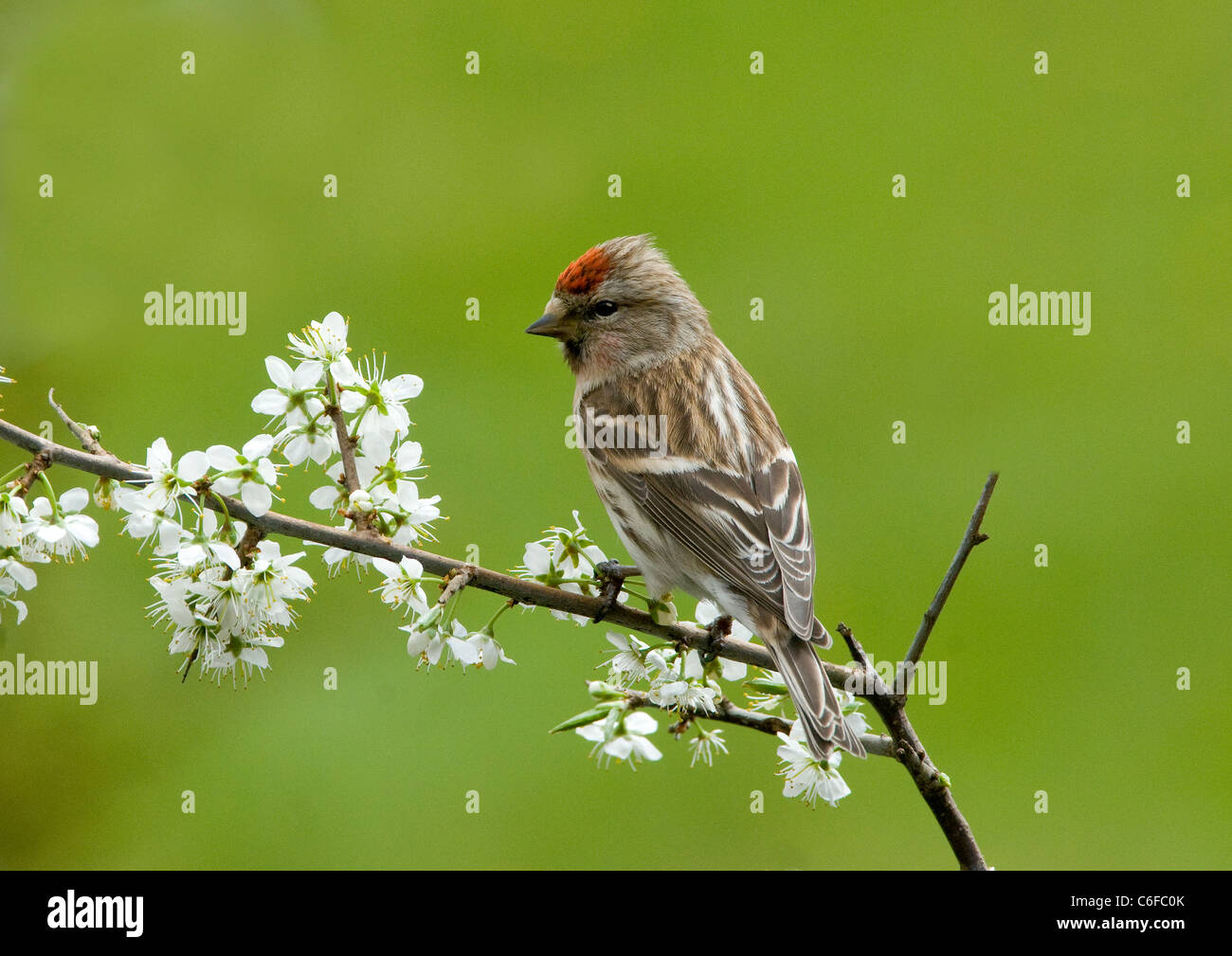 Red Poll Linnet Comparision