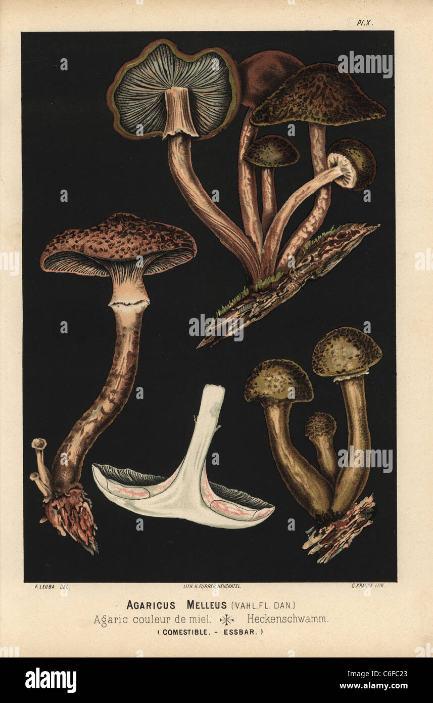 Agaricus melleus hi-res stock photography and images - Alamy