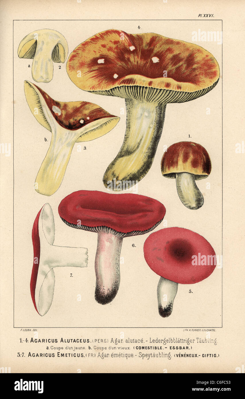 Yellow-gilled russula, Russula alutacea, edible, and the sickener ...