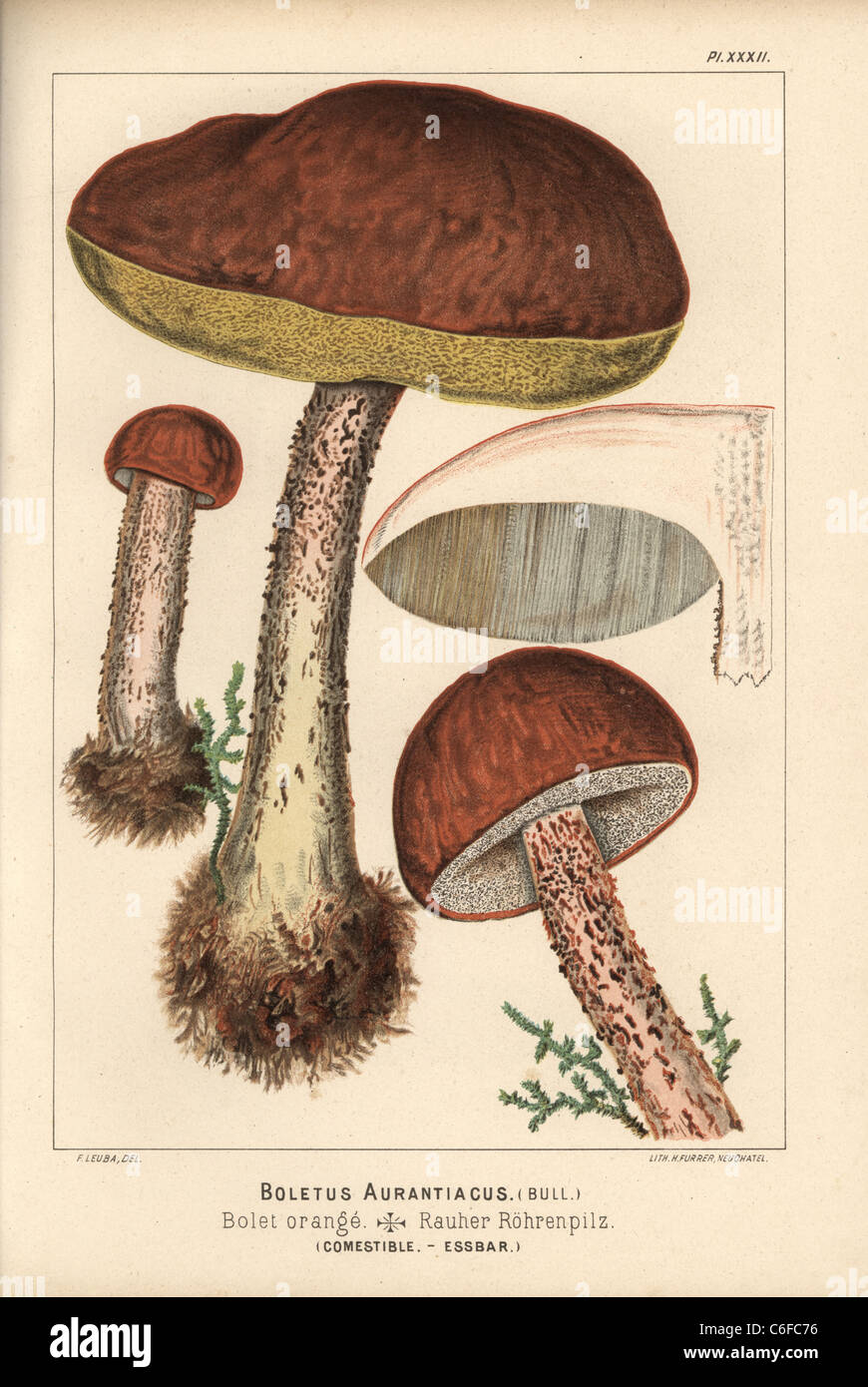 Boletus comestibles hi-res stock photography and images - Alamy