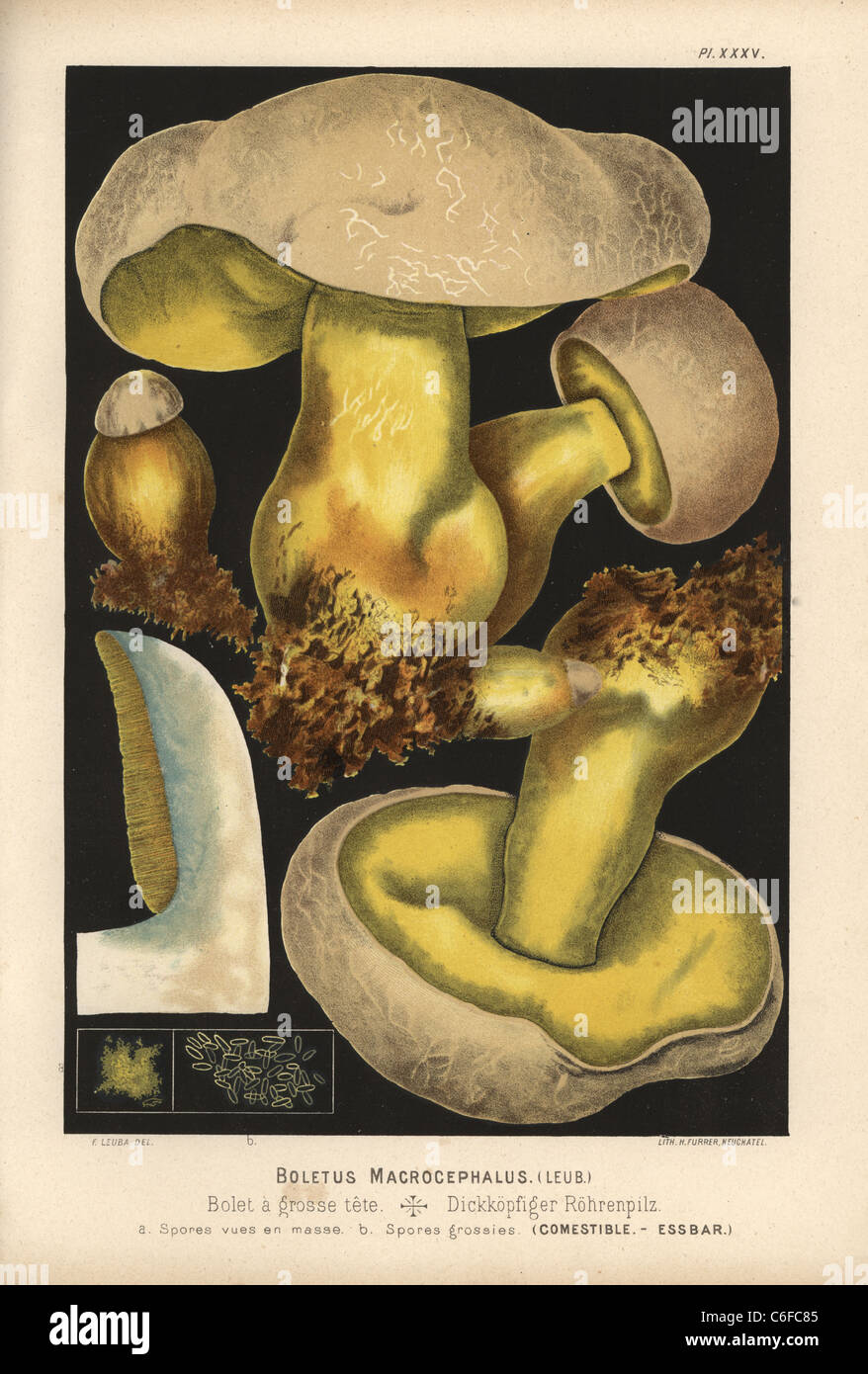 Grosse tete hi-res stock photography and images - Alamy