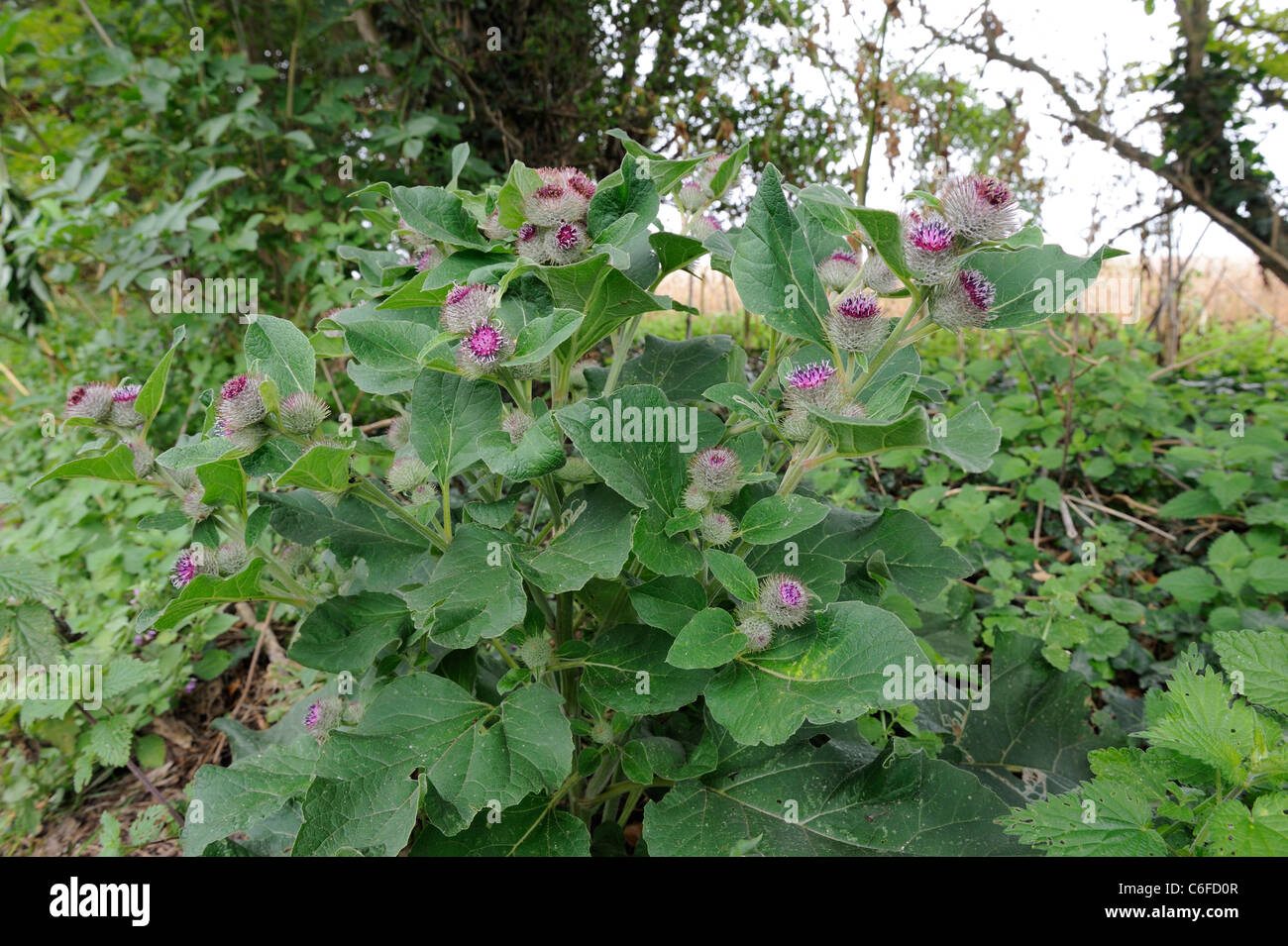 Greater Burdock, arctium lappa, Norfolk, England, July Stock Photo - Alamy